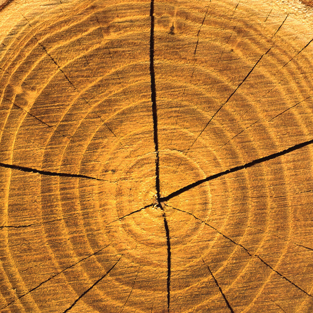 Tamke Tree Experts - Meris Inc